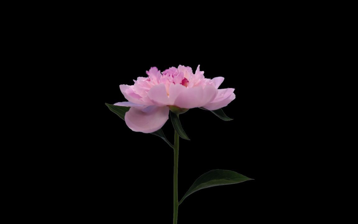 视频素材 ▏k1432 4K唯美粉色牡丹花花朵鲜花盛开开放开花绽放过程...
