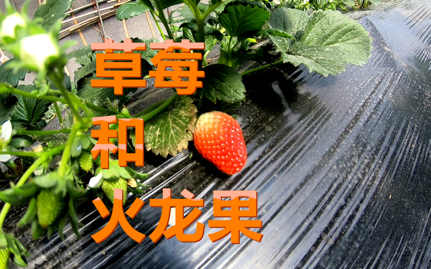 参观荣成草莓火龙果采摘园