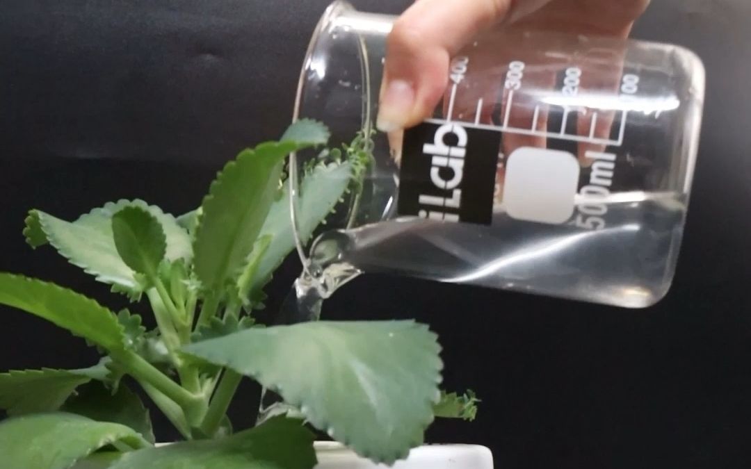 iLab 60分钟SPA面膜 | 实验室极限测评