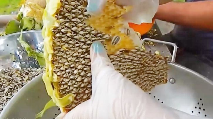 如何从向日葵内提取葵瓜子,人工和机械的效率,差别还真大