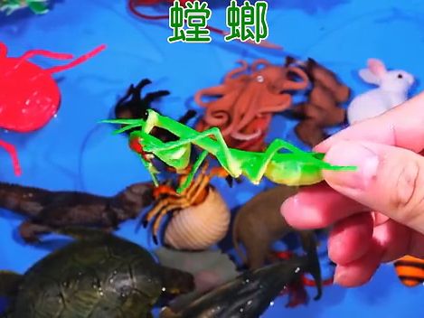 一起认识各种各样的动物吧