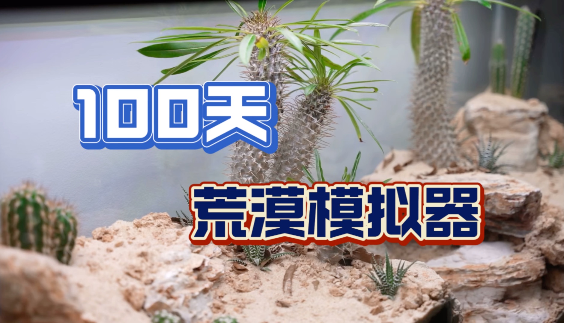 荒漠生态模拟器,这一期夺笋的上帝又会给生物们带来什么小惊喜呢?