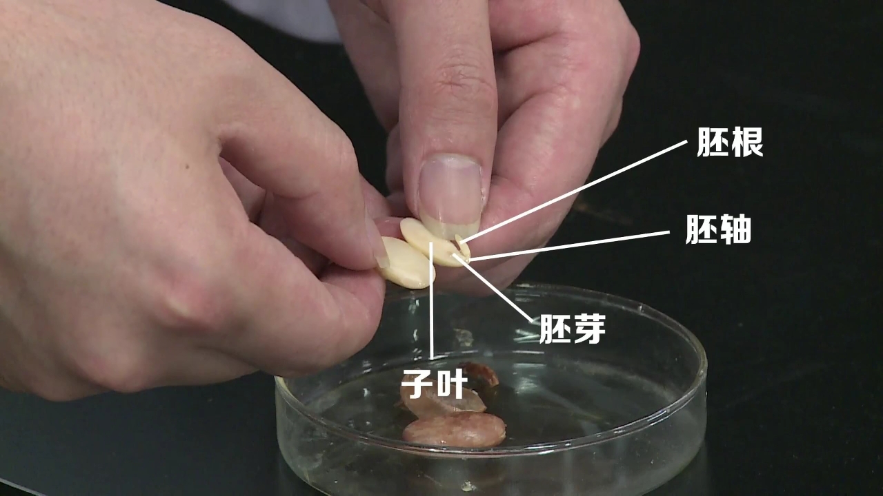 中考生物实验操作考试:观察种子的结构