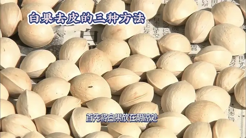刚从树上摘下来的白果怎么去皮?试试这3种方法