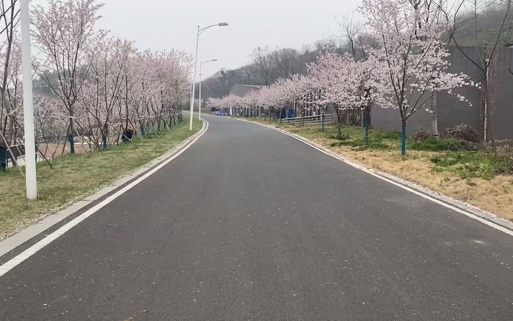 【轻vlog】南京大学户外沉浸式游览与野生动物观测红外触发相机部署...