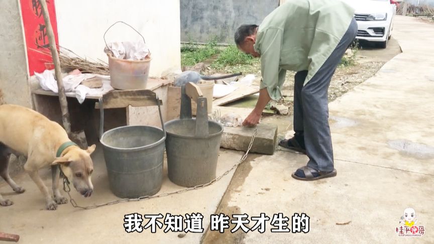 今天太倒霉了,被这只狗咬了一口!大家说说怎么样处理呢?