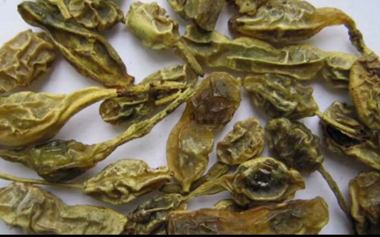 槐角的三种食用方法竟是消灭痔疮的“良药”!早晚坚持吃,痔疮和你说...