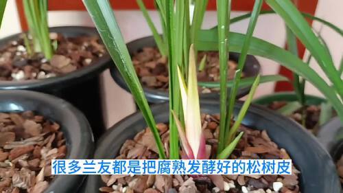 在木桥上发现自然腐熟的松树皮,怎样判断松树皮发酵腐熟好了