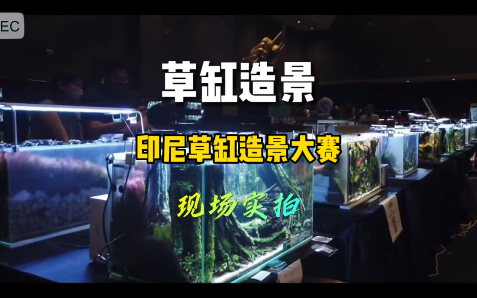 ...草缸造景比赛现场,分享几个好看的森林造景给大家#草缸 #鱼缸造景 #...