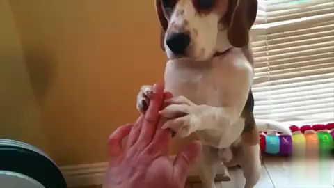 世界狗狗排行榜 你家狗狗排第几