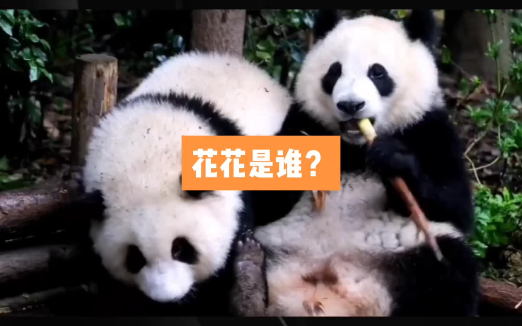 大熊猫花花介绍,纯纯颜值天天花板了家人们#熊猫 #大熊猫 #萌宠