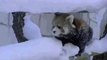 翻滚吧小熊猫,小熊猫憨态可掬的样子让人不胜心疼