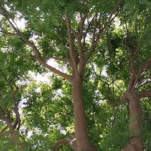 安静的墙 