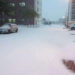 爱打篮球的足球狗 