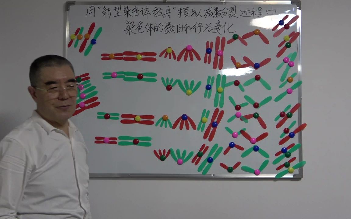 ...新型染色体教具”模拟细胞减数分裂过程中染色体的数目和行为变化03
