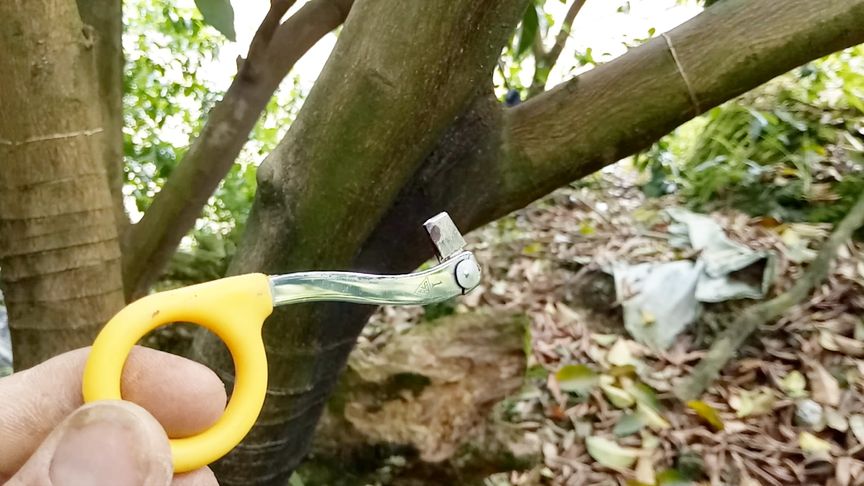 实拍柑橘果树环割技术要点,给果树做个小小的手术,促花保果