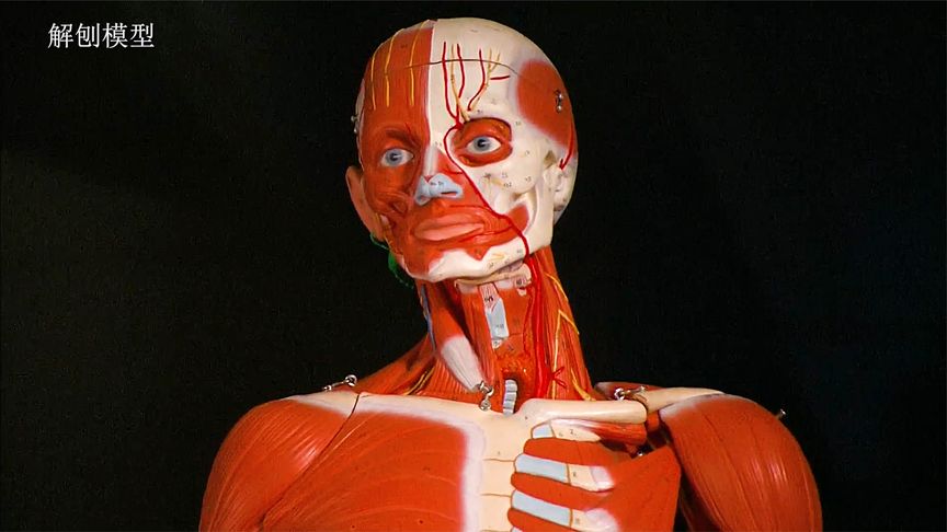 一分钟带你了解医用解刨模型的制作全过程
