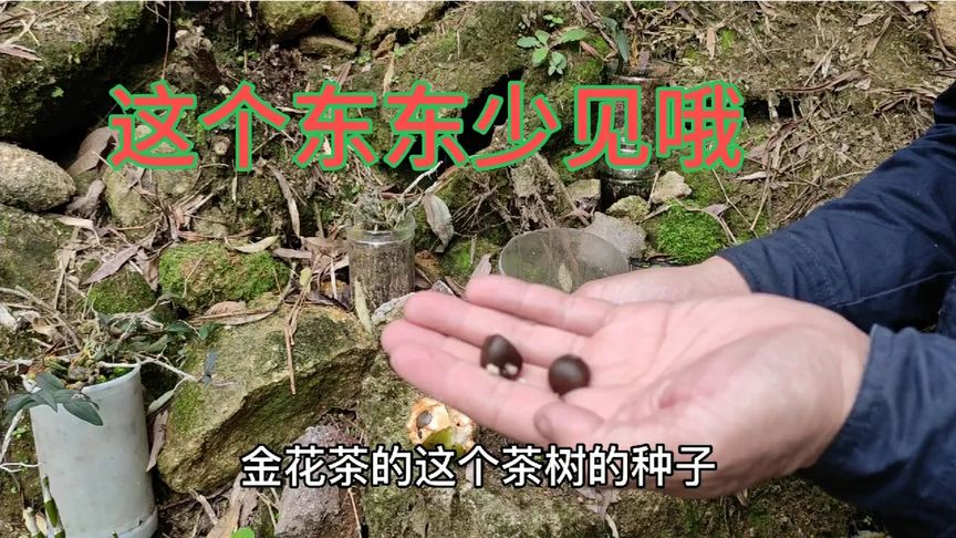 养土鸡种茶树发展养生产业,是顺应时代需求种养结合的生态农业