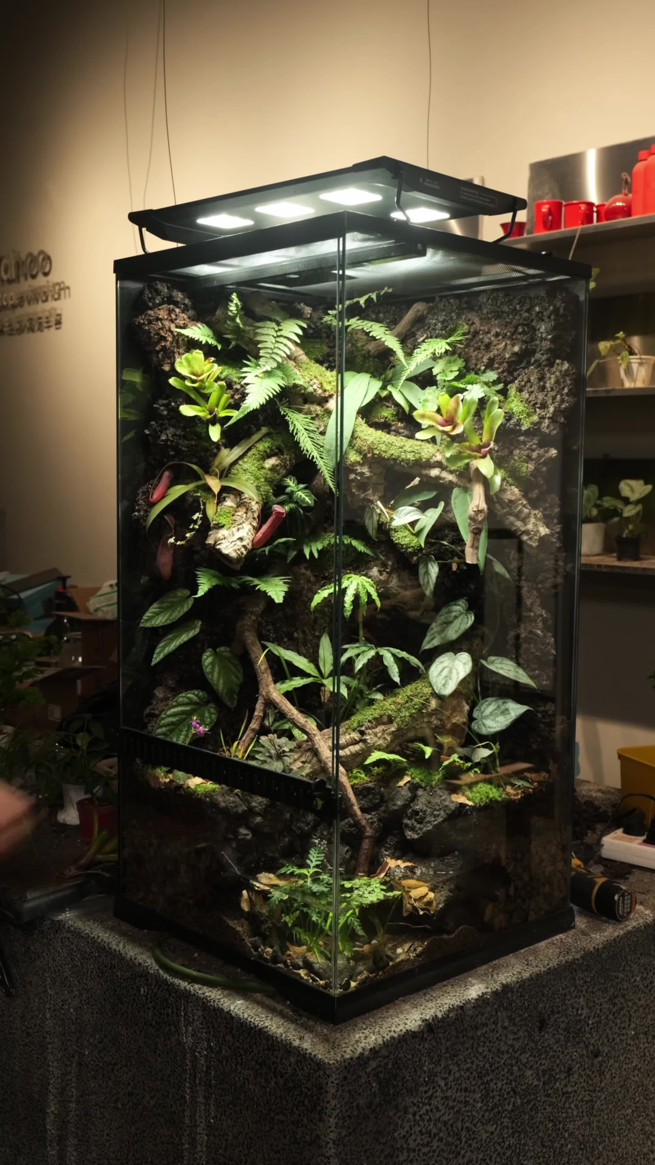 ߟ�45×45×90cm雨林缸 #微景观制作 #生态缸 #雨林缸造景 #艺术在...