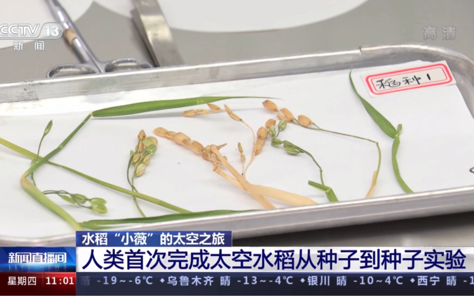 水稻“小薇”的太空之旅:人类首次完成太空水稻从种子到种子实验