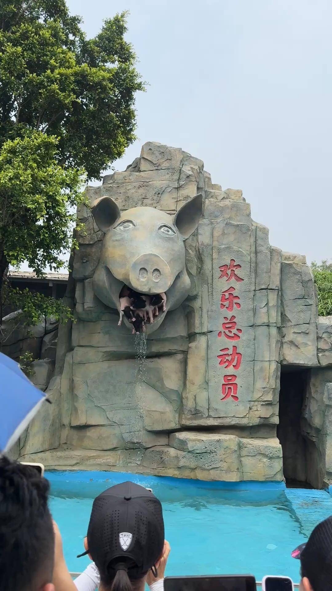 小猪都出来工作了,在景区表演节目,排队跳水