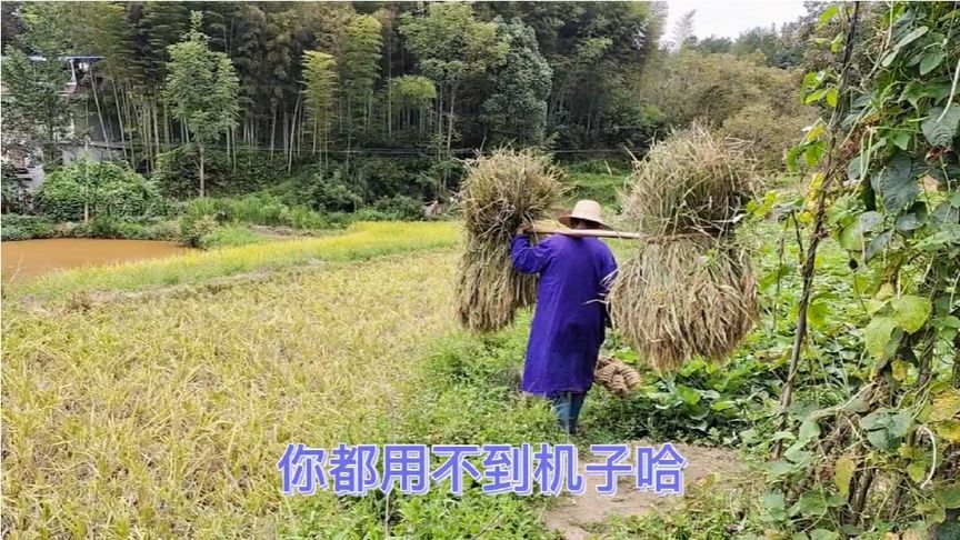 稻谷成熟,70岁大妈手工收割稻谷,看完视频你还羡慕田园生活吗?
