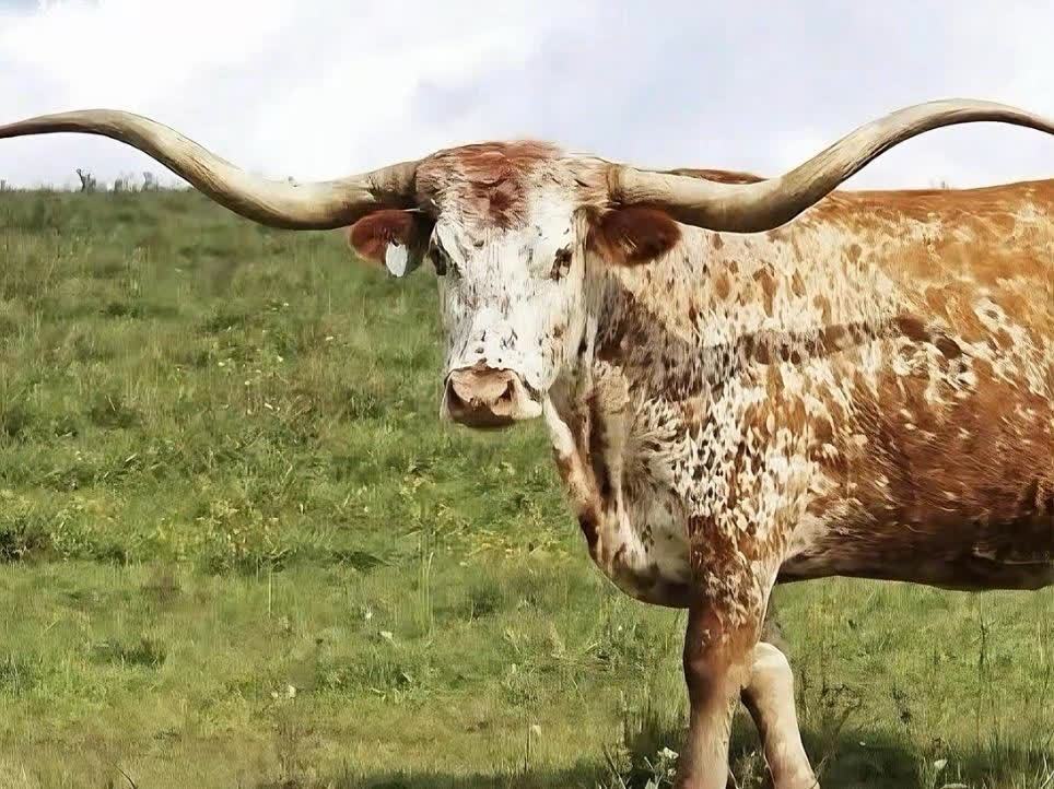 ...牛角形状类比不同数学函数图像,趣味展现函数形态差异 几何图形 数学