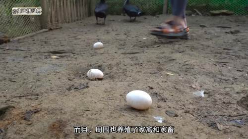 女人拆掉老木房子重建新房,从搭建木结构框架到铺设瓷砖结束