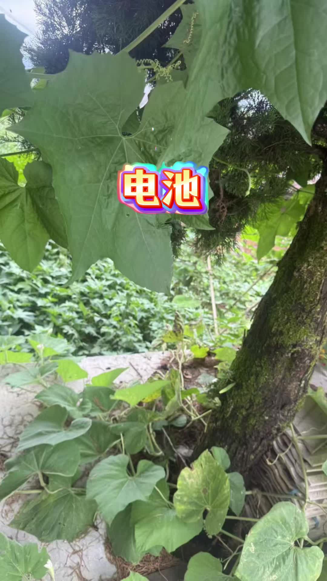 #电池 #南孚电池 #电池推荐