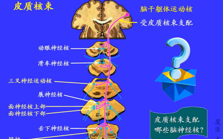 厦医高洪泉老师:系统解剖学(神经系统)——4神经传导通路