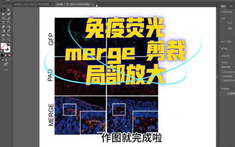 科研做图 免疫荧光图片处理 合并 剪裁 局部放大