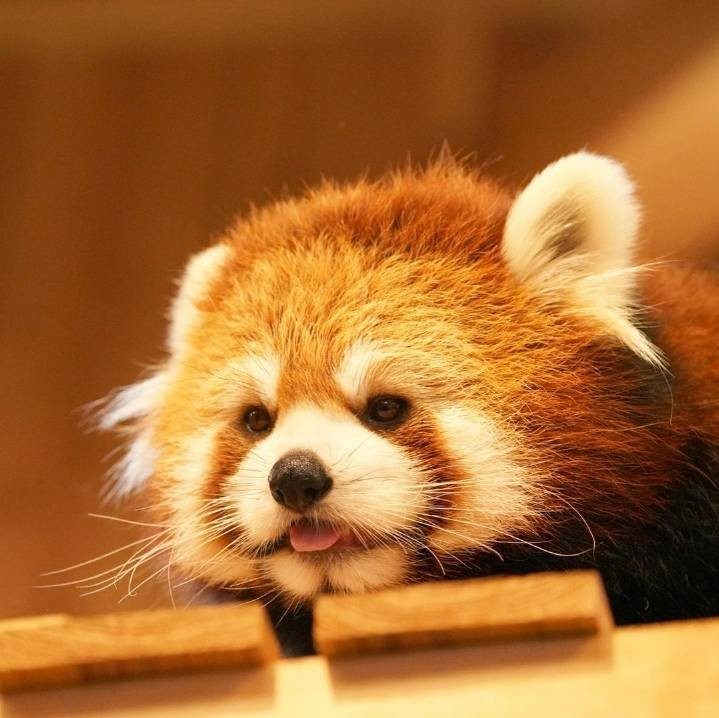 咕咕咕的冬瓜 