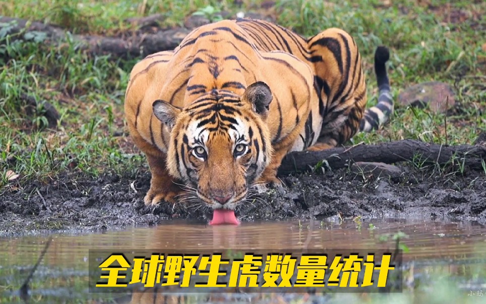 全球老虎分布国野生虎数量统计