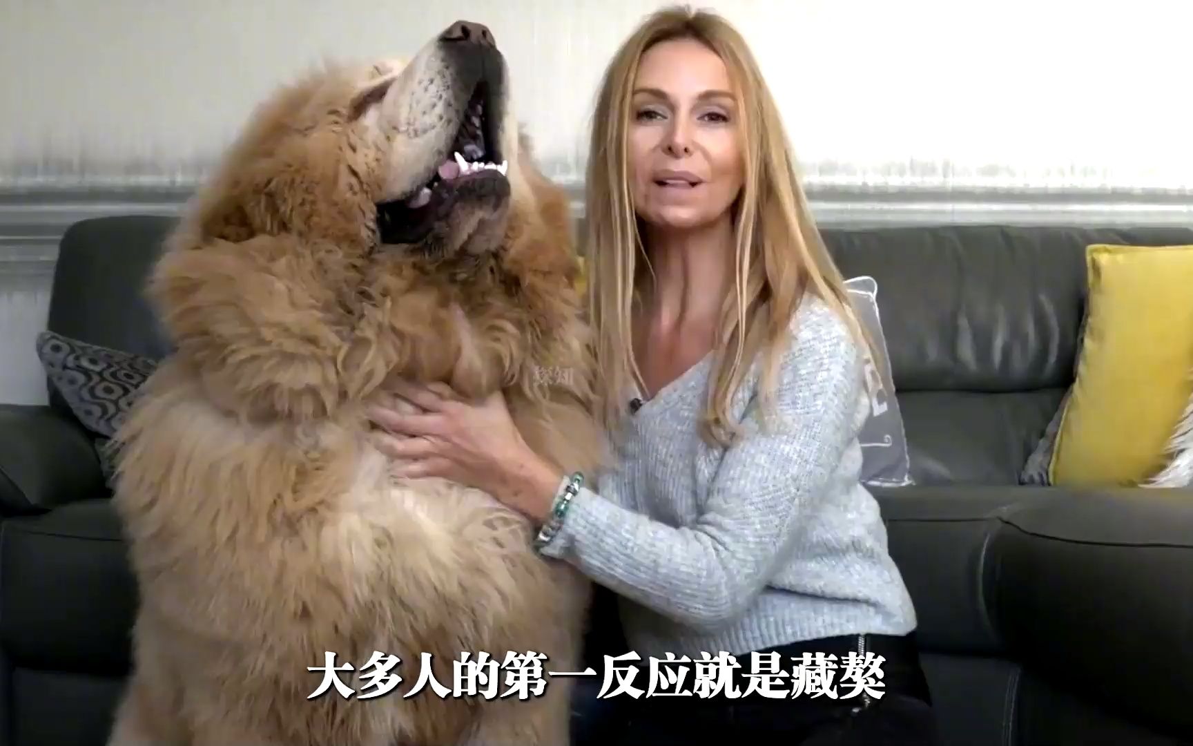 你见过这么大的狗吗?六种巨型犬大盘点,你都知道哪几个?