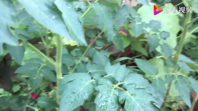 阳台露台种小番茄,一定要光照足会浇水,才能开花长得壮