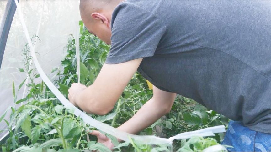 你还用传统方法种番茄?难怪产量低,教你一招,一叶一果挂满枝