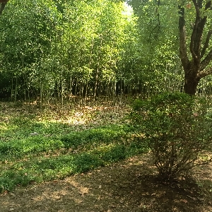 灵风不语 