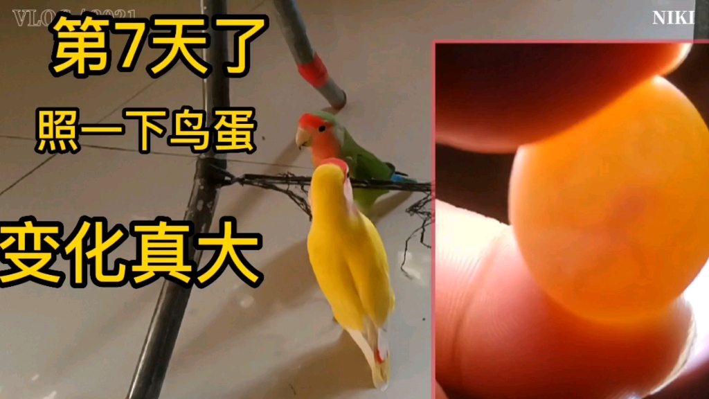 下蛋第七天了,用电筒照一下,全部是受精蛋,意外的惊喜