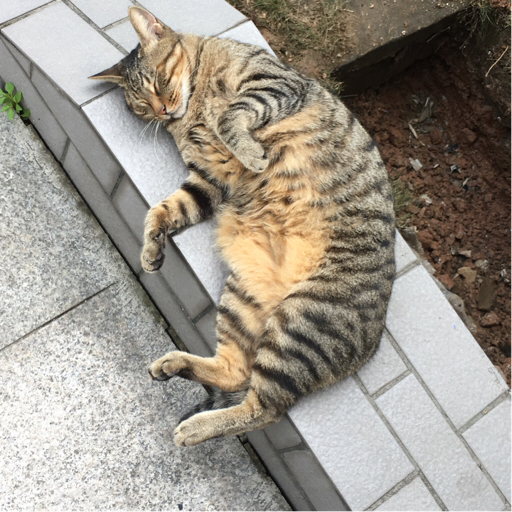 Yzd文轩 