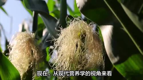 玉米根煮水养生秘密曝光!三大神奇功效医生不说