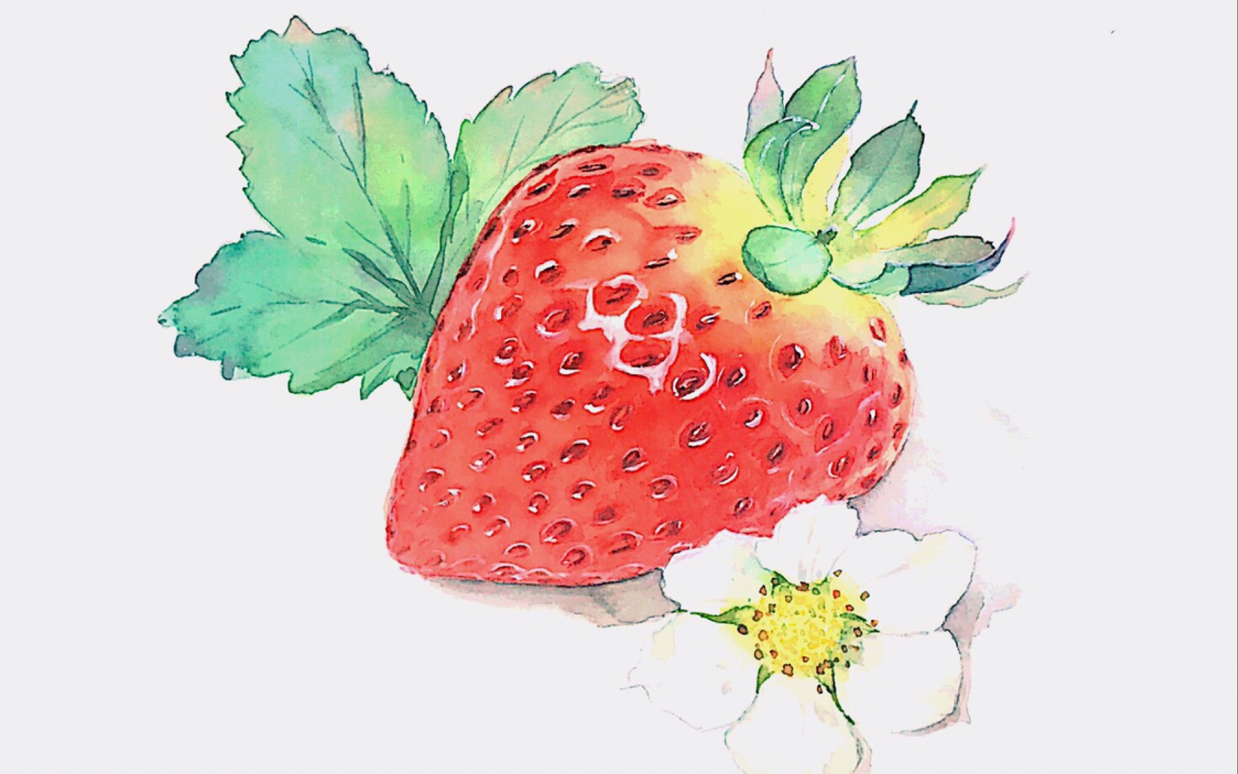 【水彩水果系列/草莓】单个草莓画法