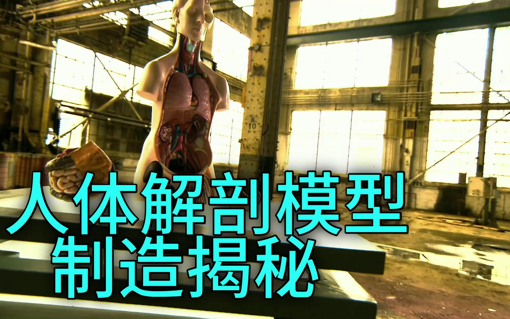 人体解剖模型制造 高清解压