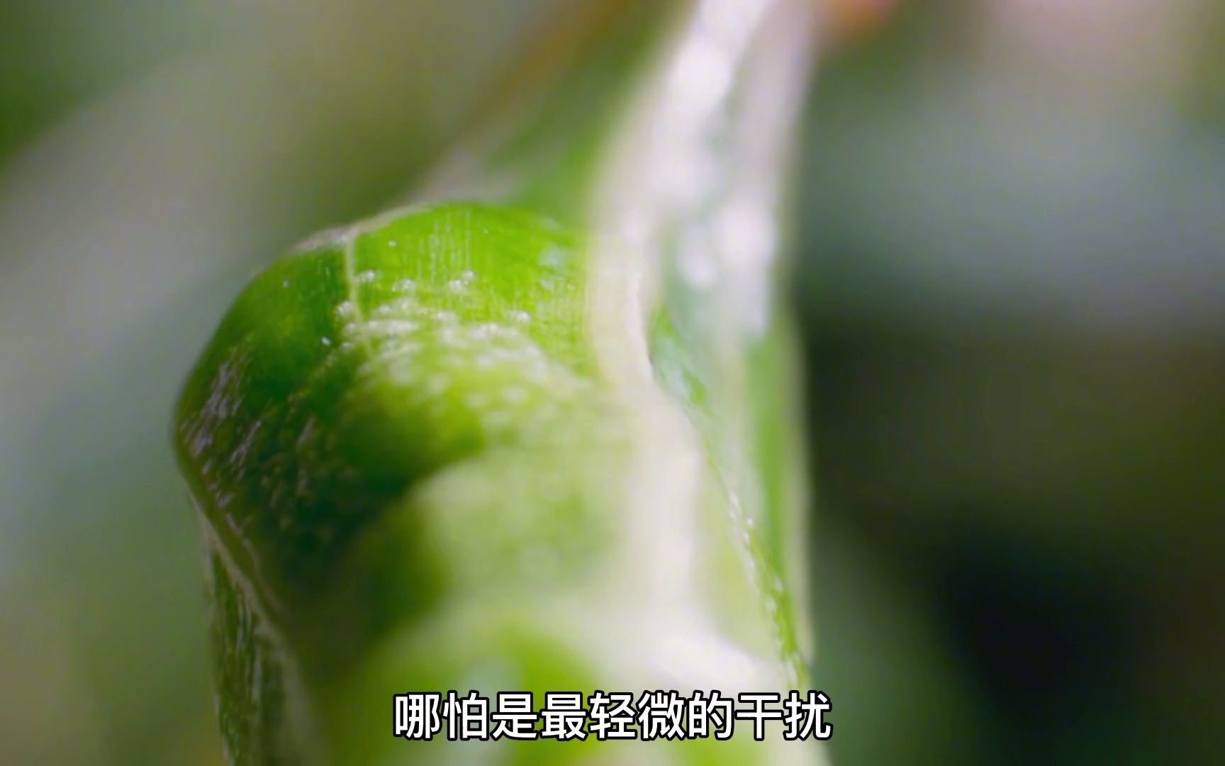 一口气看完!纪录片《绿色星球》,没想到植物的世界也能如此精彩