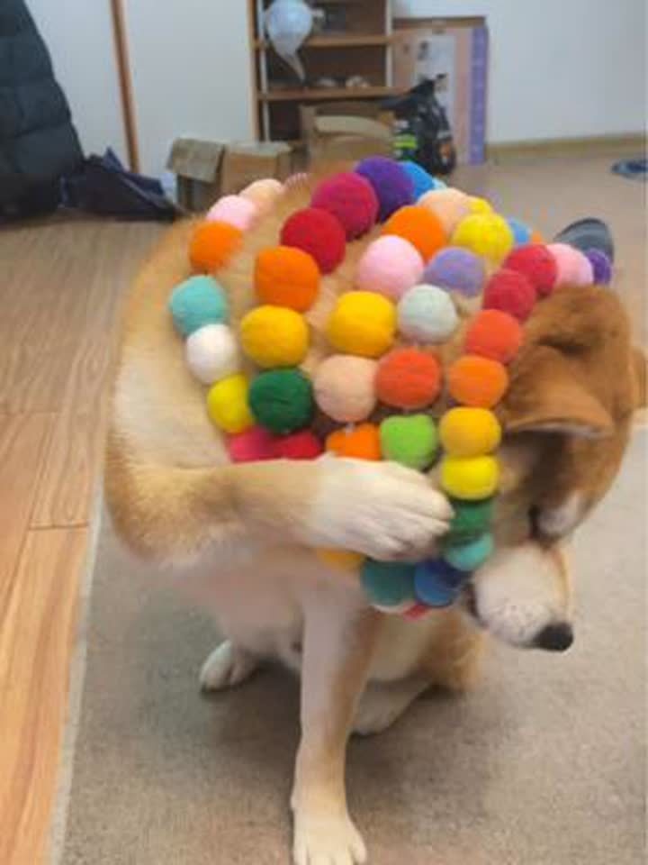 我是大佐小淘气憨憨小八#柴犬 #憨狗 #傻狗的日常 #给想养狗的朋友...