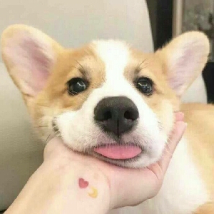 林檬百香果子果子果子 