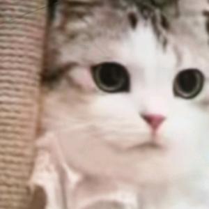 王者荣耀胖猫