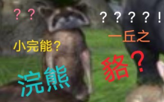 终极森林模拟器,小完能,是浣熊不是貉!