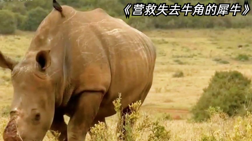 野生动物犀牛的牛角被偷猎人取下外科整形医师为犀牛做移植手术