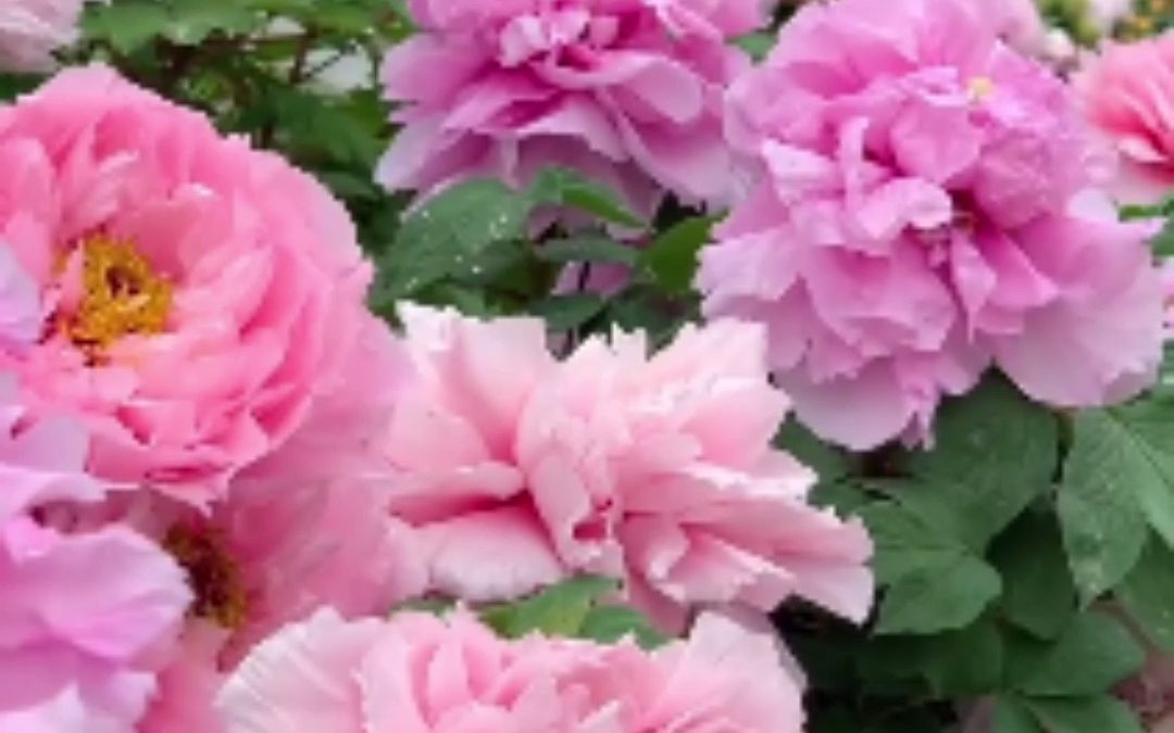 如何认识已合法经营公寓项目的判断标准?