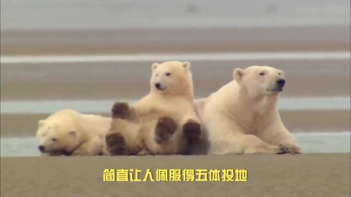 4种环境适应性非常强的动物,大自然还真是奇妙啊